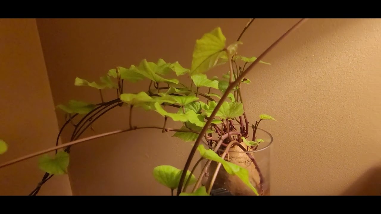 Good Night Rocky - YouTube