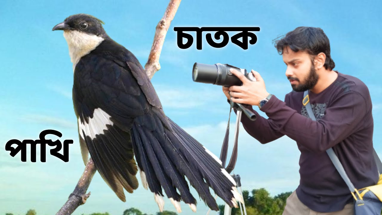 Pied Cuckoo Bird Jacobin Cuckoo Chatak Pakshi pied-cuckoo-bird-jacobin-cuckoo-chatak-pakshi