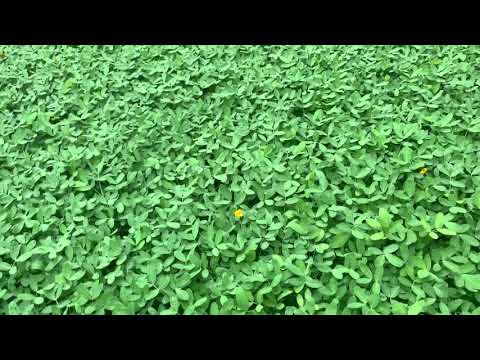 Excellent forage peanut (Arachis sp) used as a ground cover, Townsville Queensland