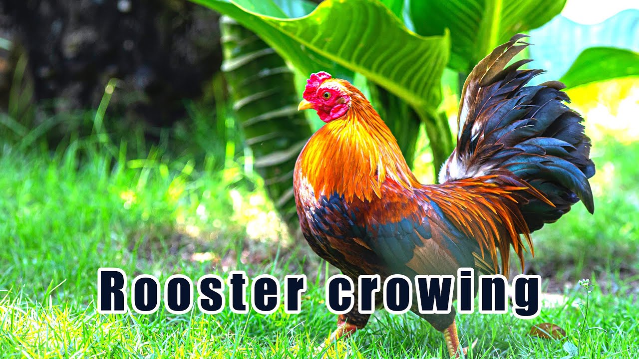 The beautiful crowing of the rooster - YouTube