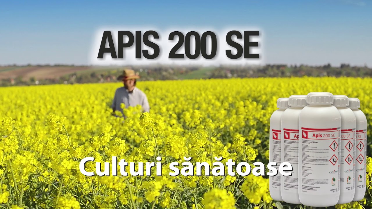 Apis 200 SL - insecticid sistemic de la Innvigo pentru rapita si cartof ...