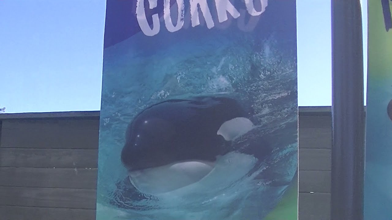 New flag info for the orcas - Nov 13 2021 - SeaWorld San Diego - YouTube