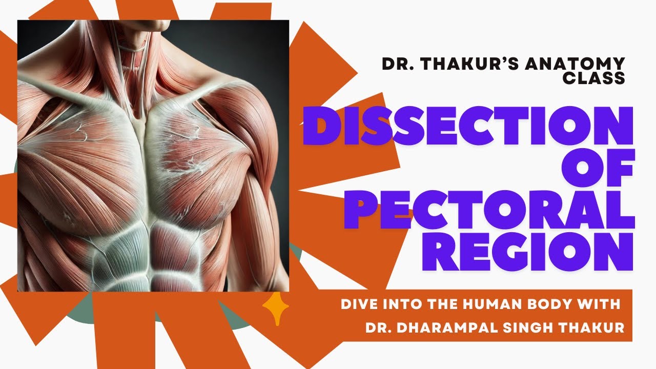 Pectoral Region Dissection - YouTube
