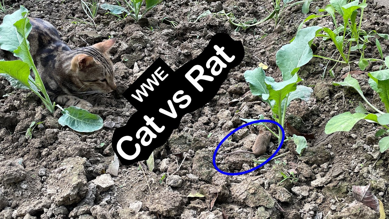 Cat vs Rat | Amzing Village Vlog | wild cat playing with rat | By ...