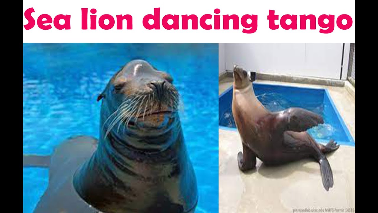 Sea lion dancing tango 2023 HUGE SEA SEA-LION DANCES TANGO WITH Chinese ...