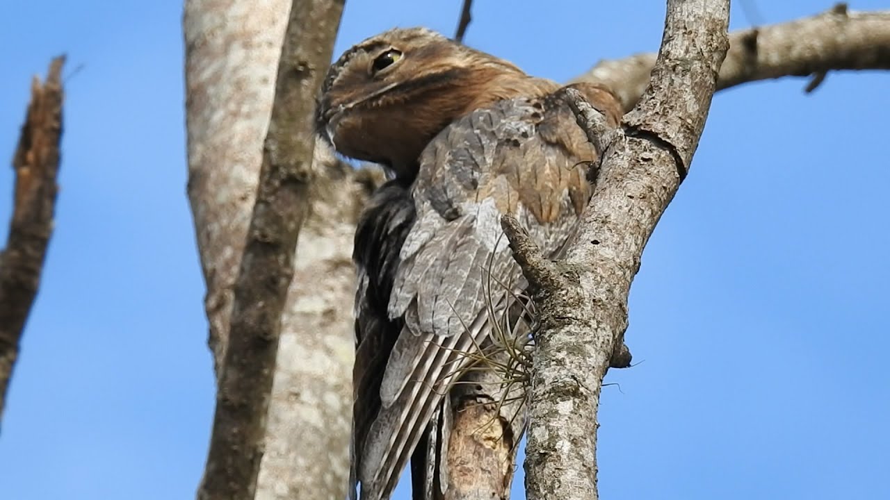 URUTAU (NYCTIBIUS GRISEUS), COMMON POTOO, MÃE-DA-LUA, URUTÁGUA, KÚA-KÚA ...