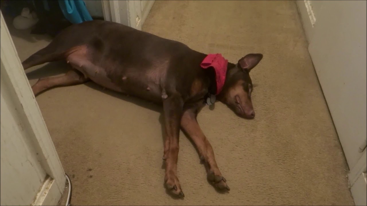 10 Hours of my Dog being Lazy - YouTube
