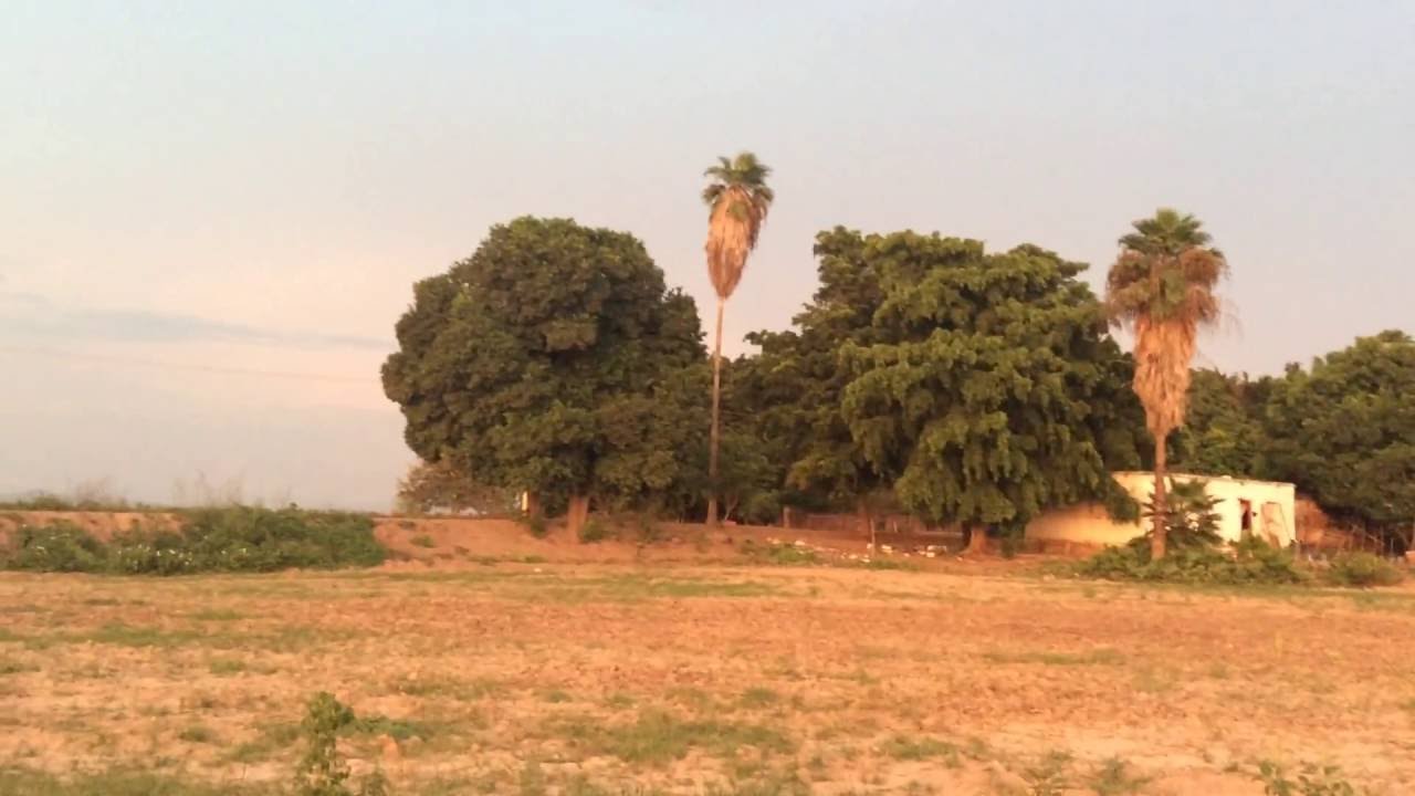 El Capule. 🌴 - YouTube