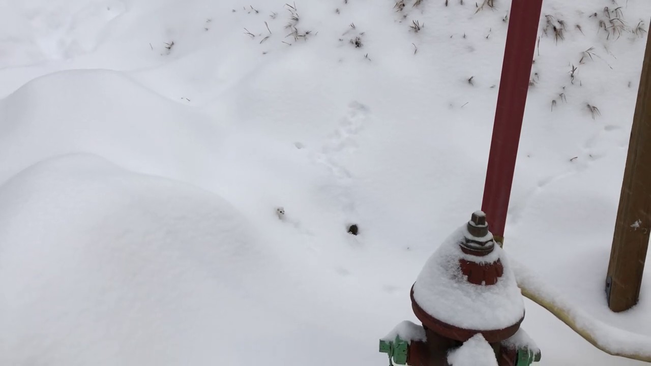 Colorado Ermine Hunting - YouTube