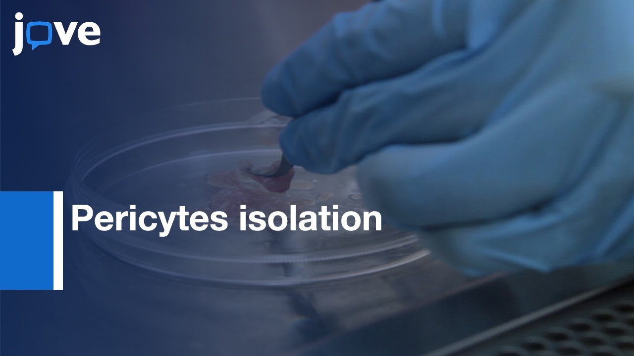 Pericytes isolation from Skeletal Muscles |Protocol Preview - YouTube