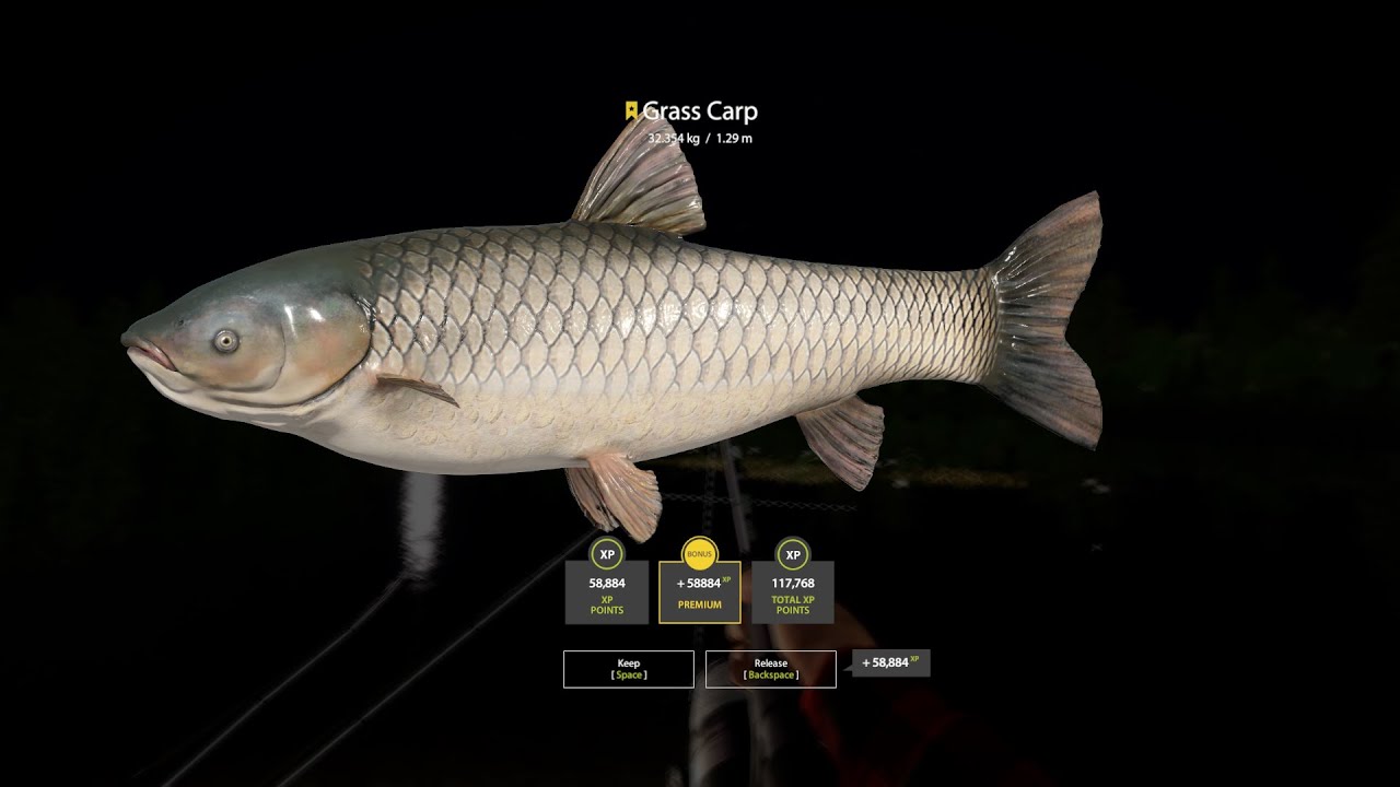 Russian Fishing 4 Grass Carp Trophy at Bear Lake - YouTube