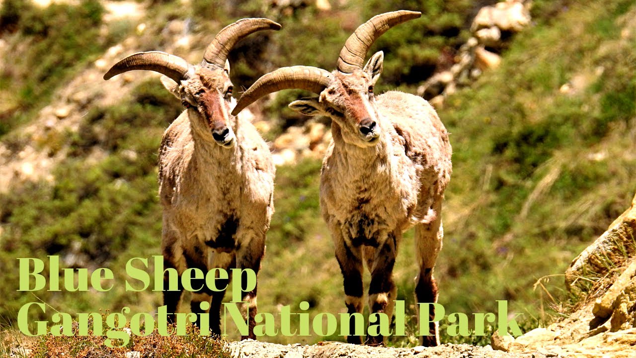 Wildlife | India | Himalayan Blue Sheep | Bharal | Gangotri National ...