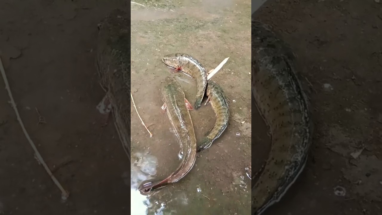 snakehead fish garai fish - YouTube