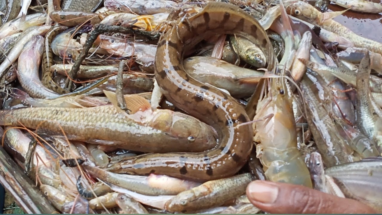 হঠাৎ করেই এখন বেশ ভালোই মাছ আসছে ঘাটে!তাই সস্তায় বিক্রি হচ্ছে মাছ!🥰 ...