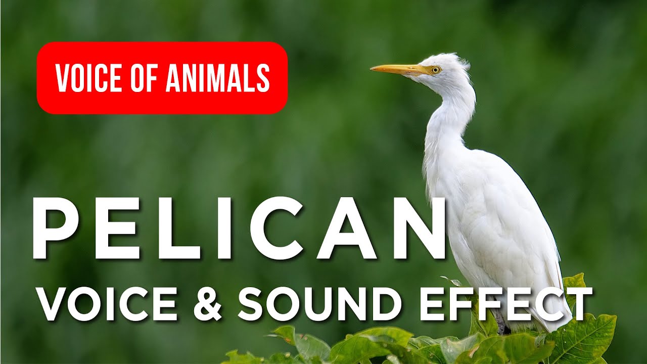 Pelican Voice and Original Sound for Kids Noise & Learn About Pelican ...