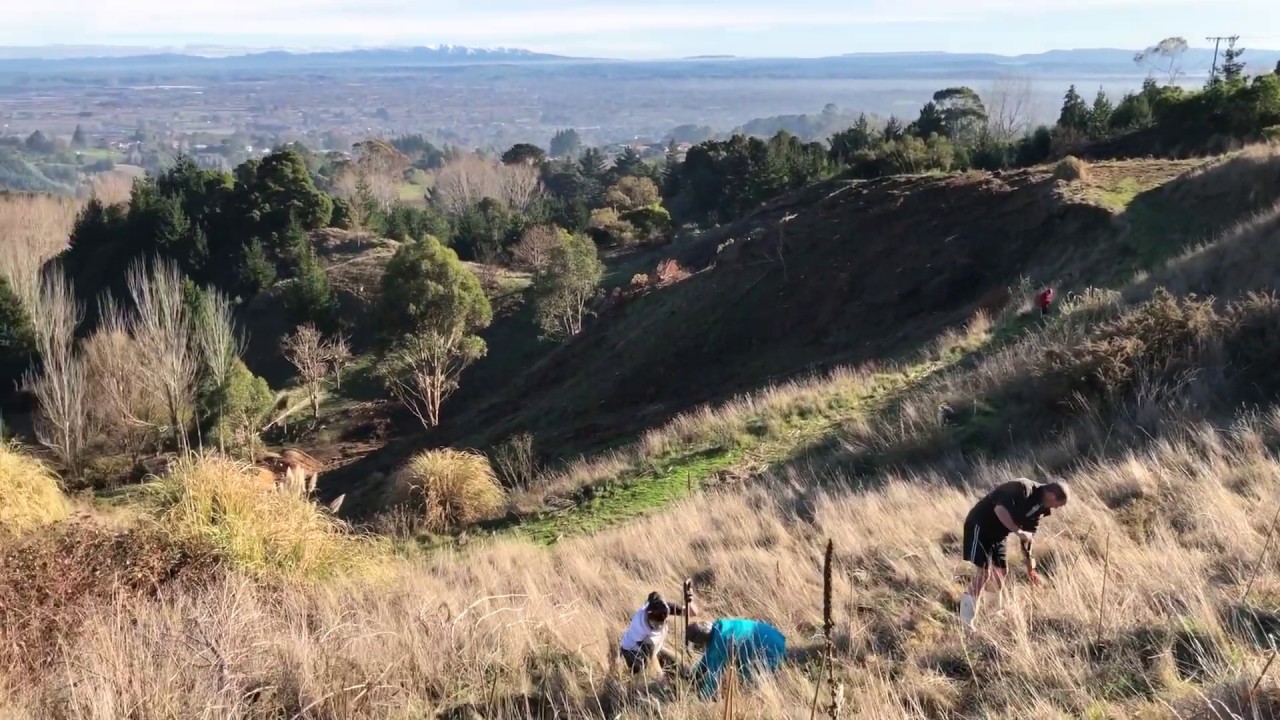 Planting Te Mata Peak 2020 - YouTube