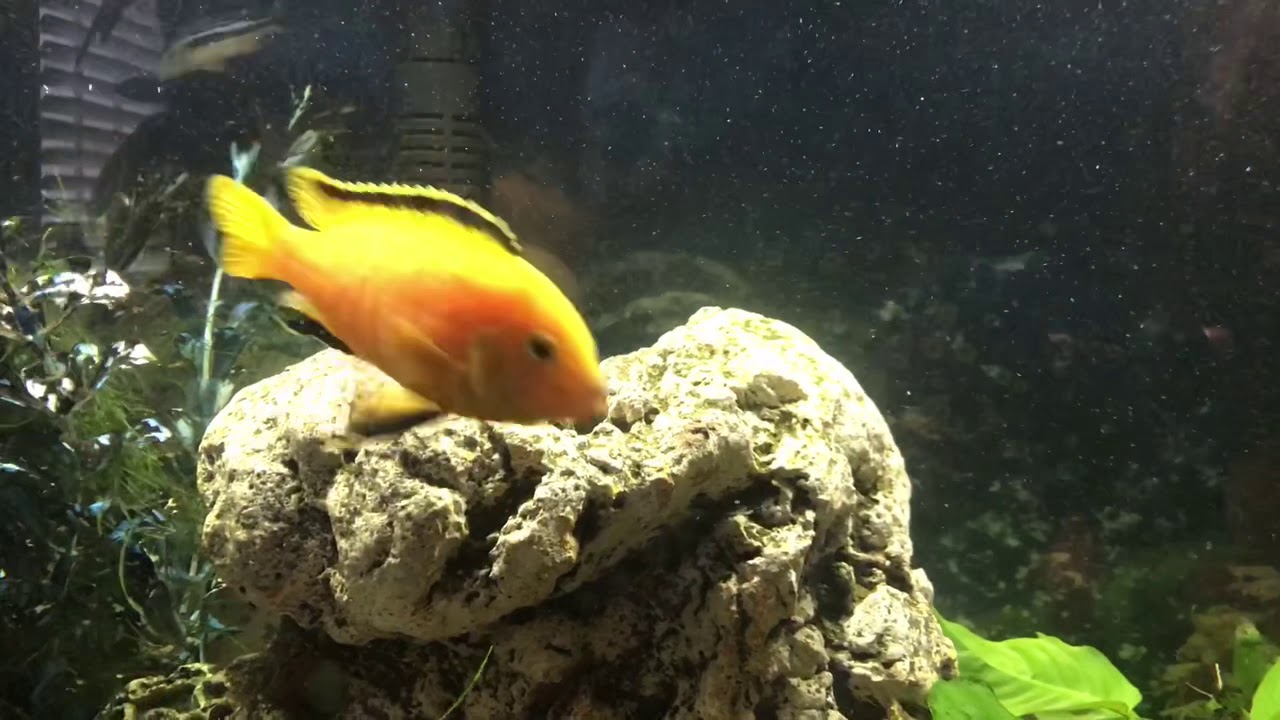 Our African Cichlid tank; Mbuna Yellow Labs and Electric Blue Johanni ...
