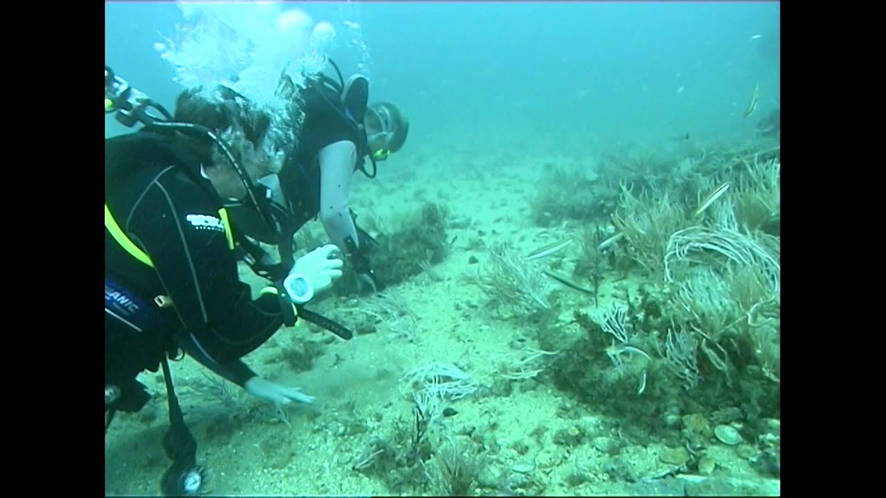 Gibraltar Diving - YouTube