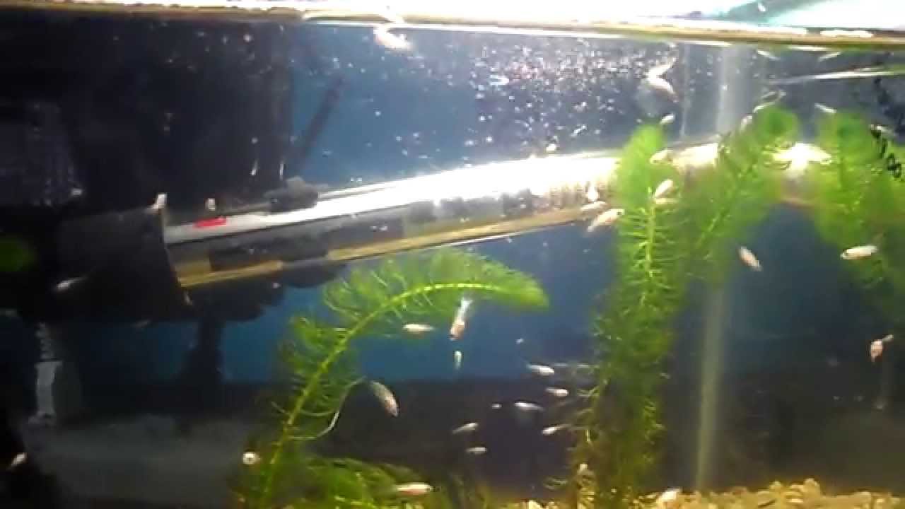 Alevines de Betta HM con 30 días comiendo Daphnia - YouTube