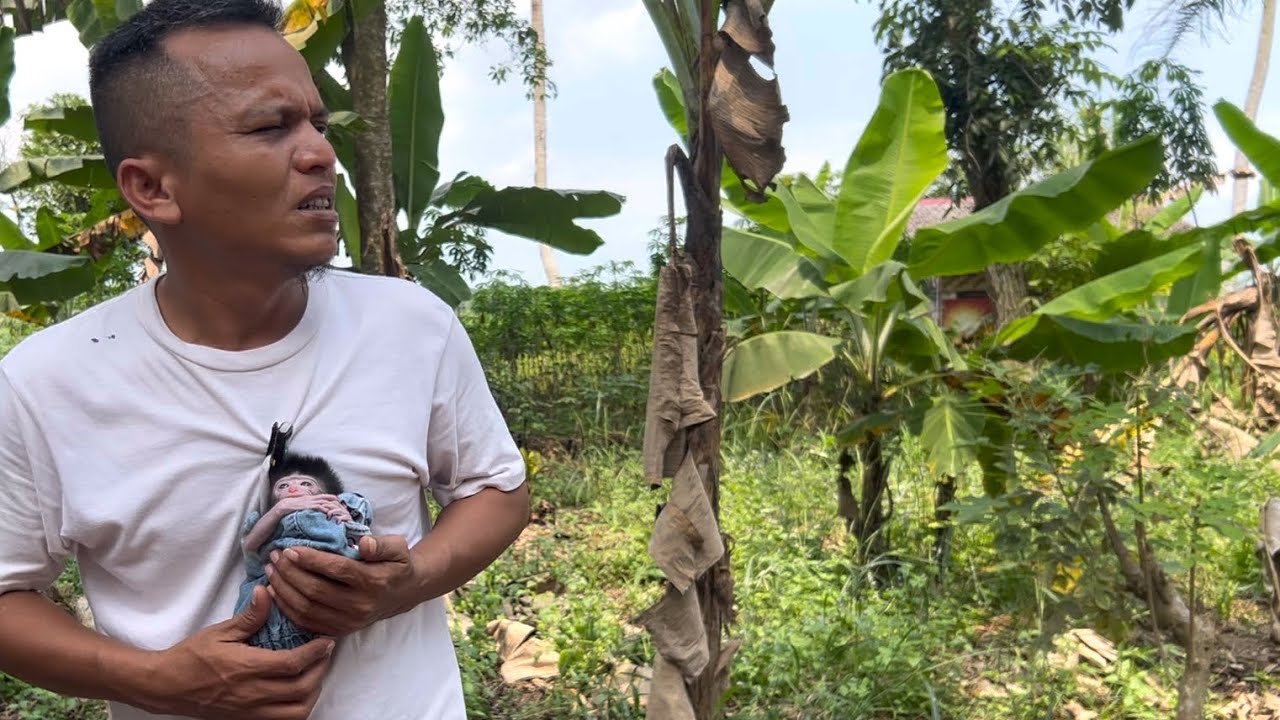 seeing the monkey rehabilitation area with baby parker monkeys - YouTube