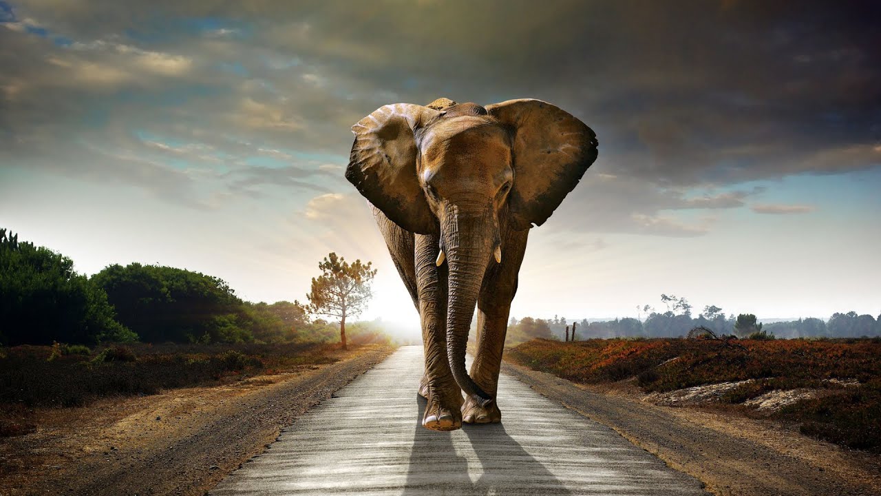 Top 25 Amazing Facts About Elephant YouTube top-25-amazing-facts-about-elephant-youtube