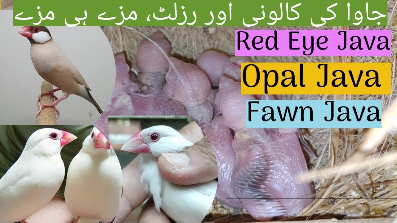 Java Colony Setup | New Setup and Breeding Results | White Red Eye ...