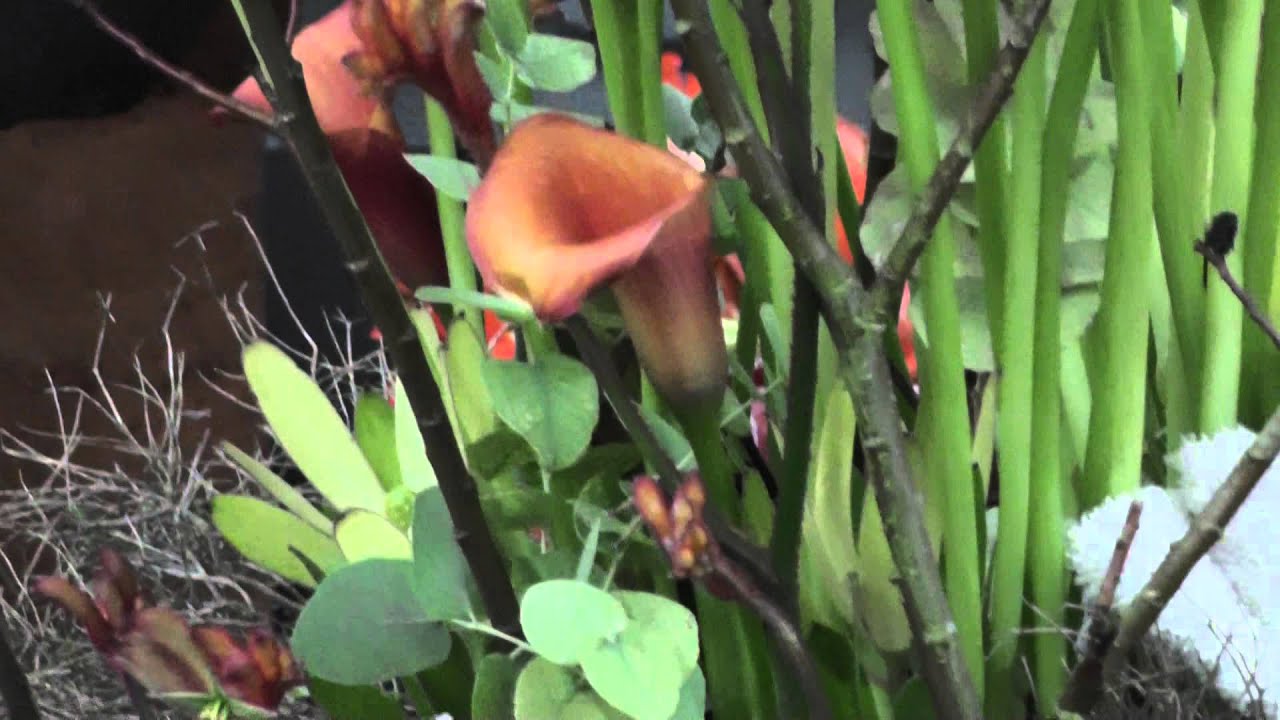 Calla Lily "Captain Odeon" - YouTube