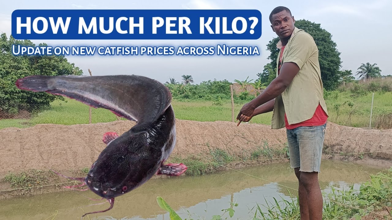 Updates!! LATEST PRICE of standard TABLE SIZE catfish in in Nigeria ...
