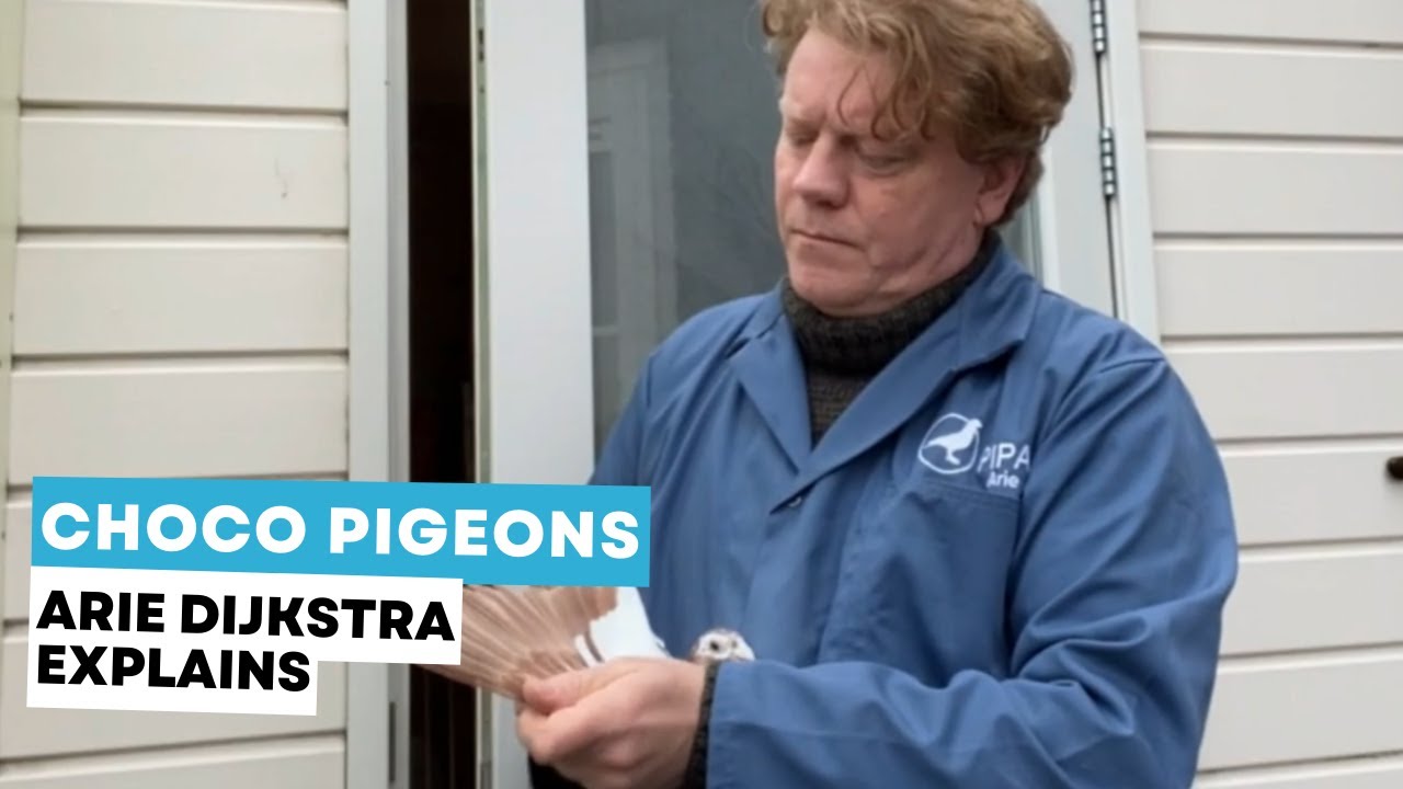 Arie Dijkstra about choco pigeons - YouTube