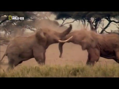 Elephant vs Elephant Deadliest Fight - Nat Geo wild - YouTube
