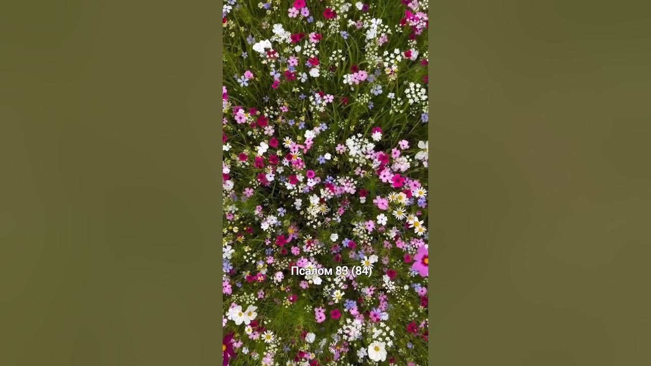 Псалом 83 (84) - YouTube