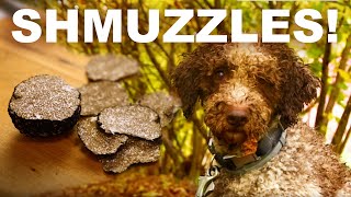 What are truffles, and why are they so expensive? - Carolyn Beans ...