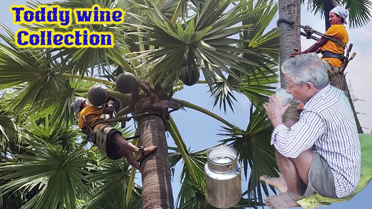 Juice of toddy palm | Palmyra palm juice natural alcohol | Cookingfood ...