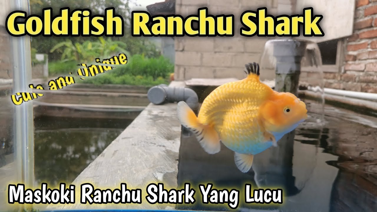 Goldfish Ranchu Shark Unique, Unik Dan Lucunya Ikan MasKoki Ranchu Shark - YouTube