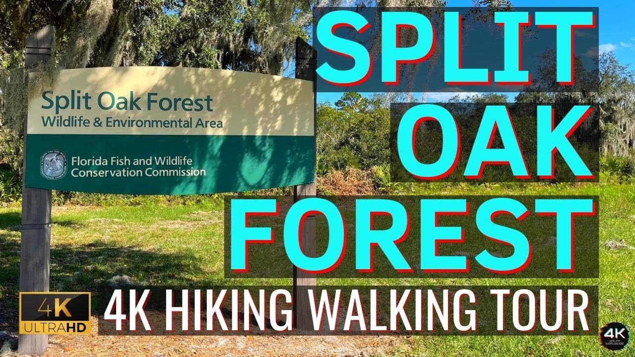 Split Oak Forest Hiking Trail Orlando | Full 4K Walking Tour - YouTube