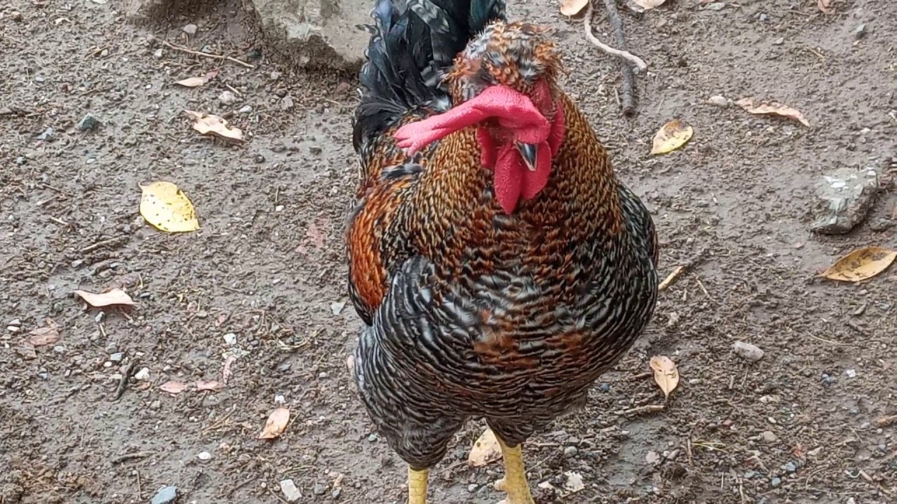 Sangres Orientales "Gallo Abado de doble proposito" - YouTube