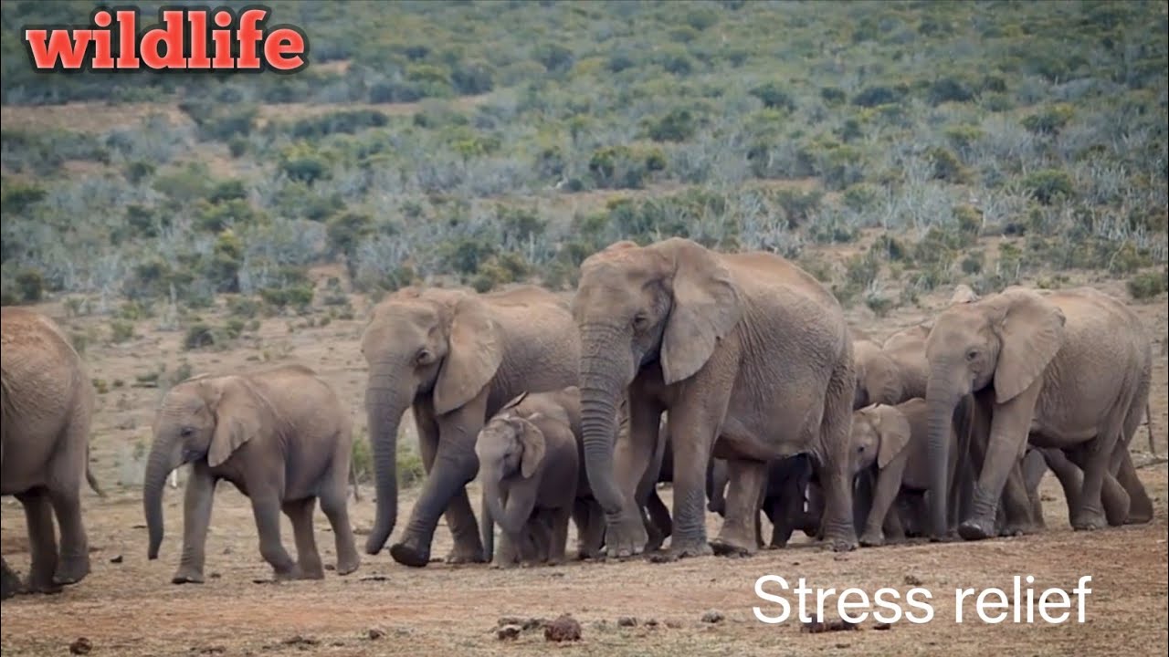 wildlife with relaxing music | Stress relief | wildlife animal's ...