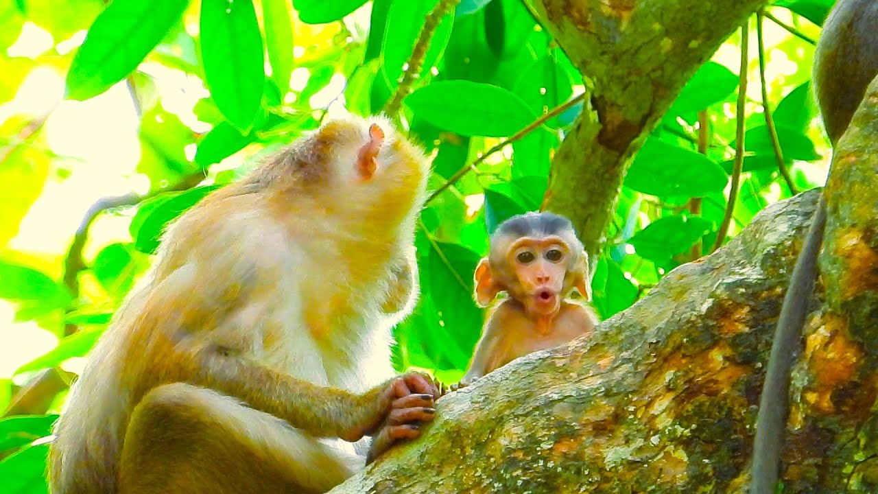 Bonita, the grandmother monkey, continues to keep Little Arona apart ...