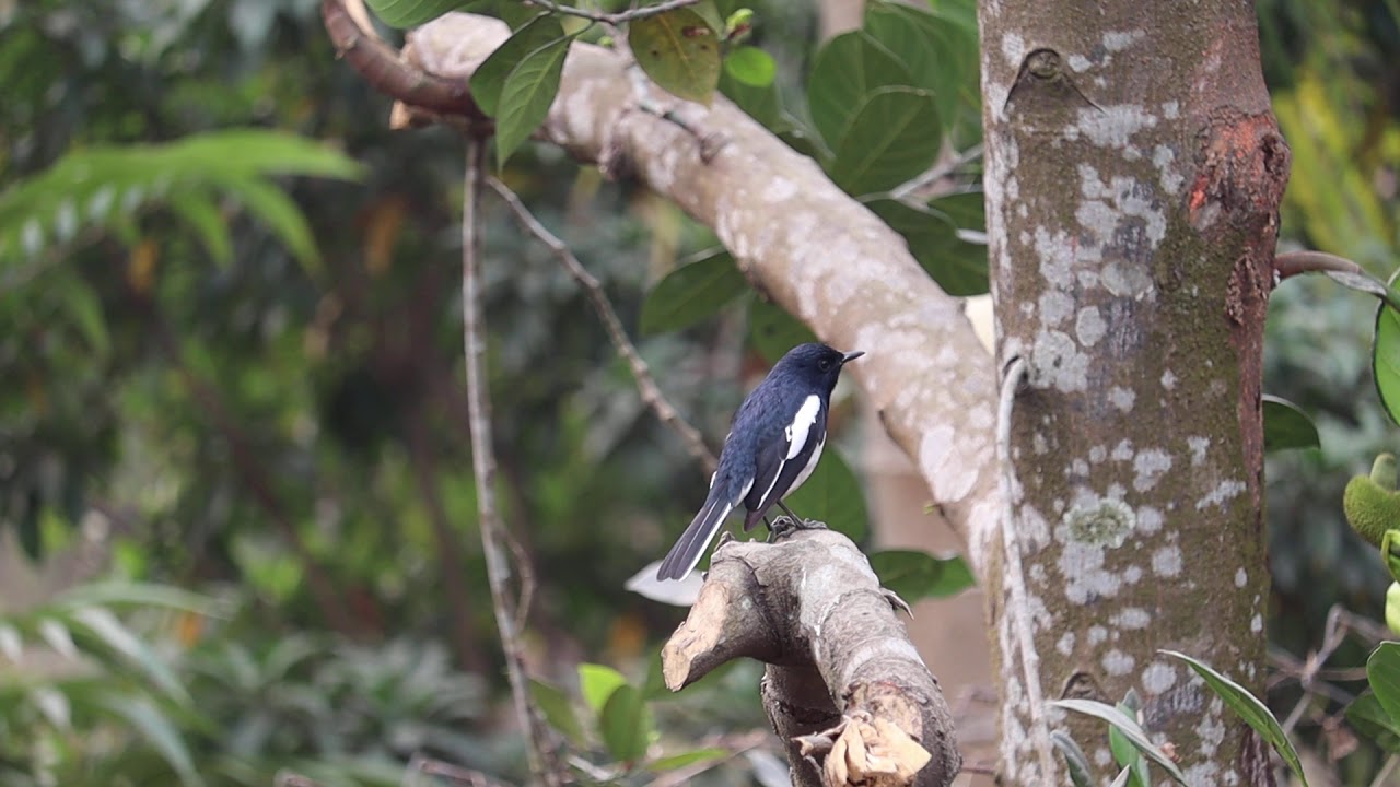 Oriental magpie robin call - YouTube