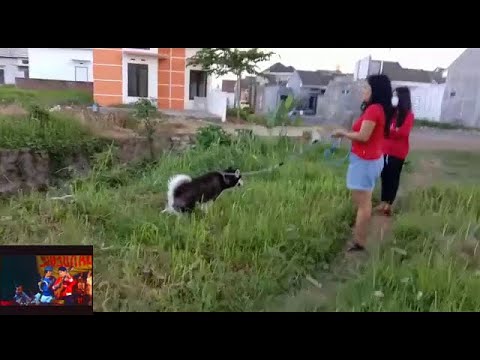 gagal fokus, Mancing di Sawah!! ketemu tante bohay, !!!!