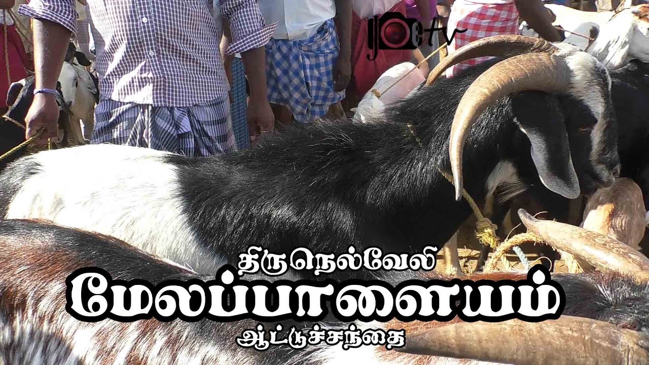 Melapalayam goat market | மேலப்பாளையம் ஆட்டுச்சந்தை | Tamil nadu ...