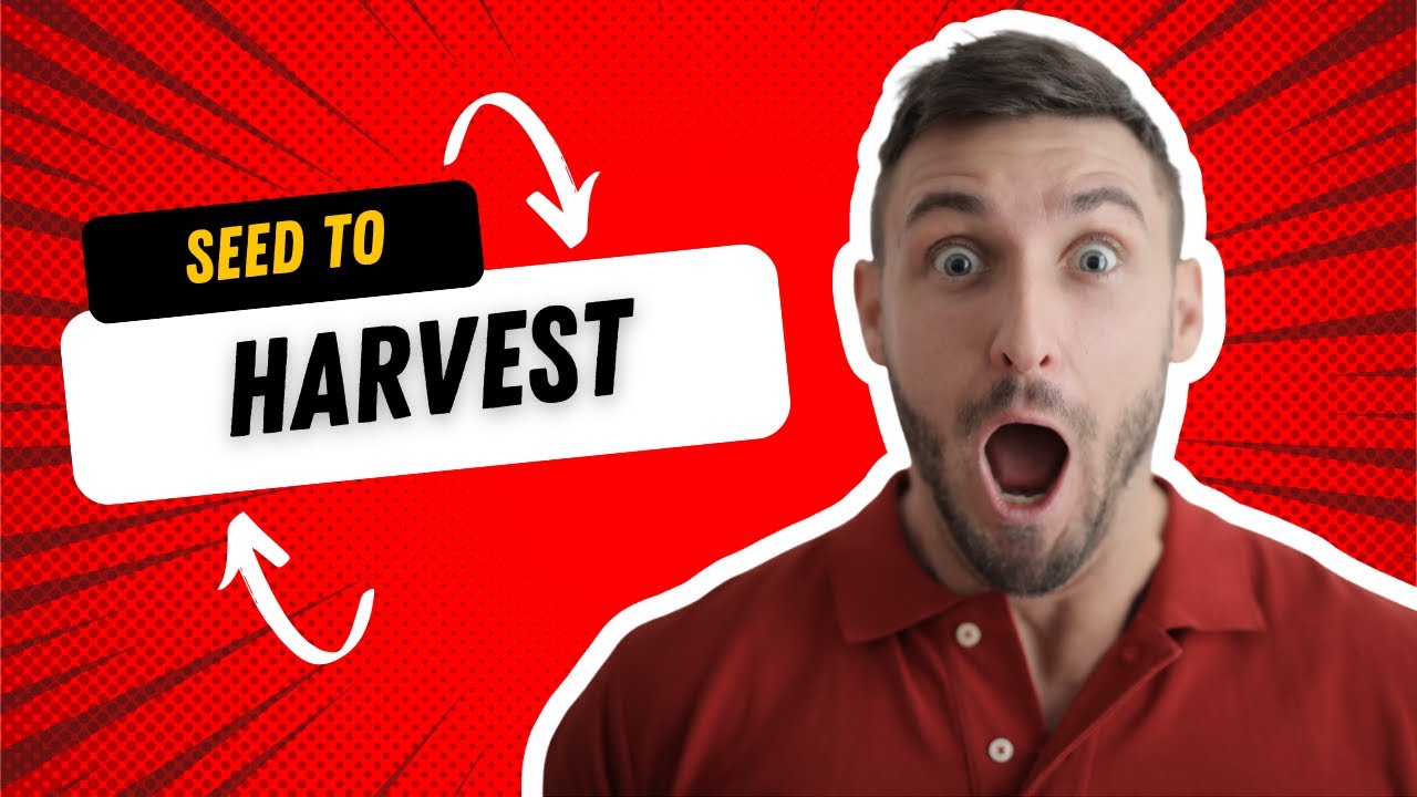 Seed to harvest Mephisto genetics ep.1 - YouTube