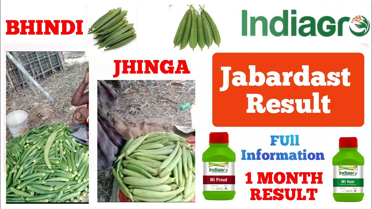 BHINDI AND JHINGA VEGETABLES RESULT | INDIAGRO | MI PROUD | MI VEER ...