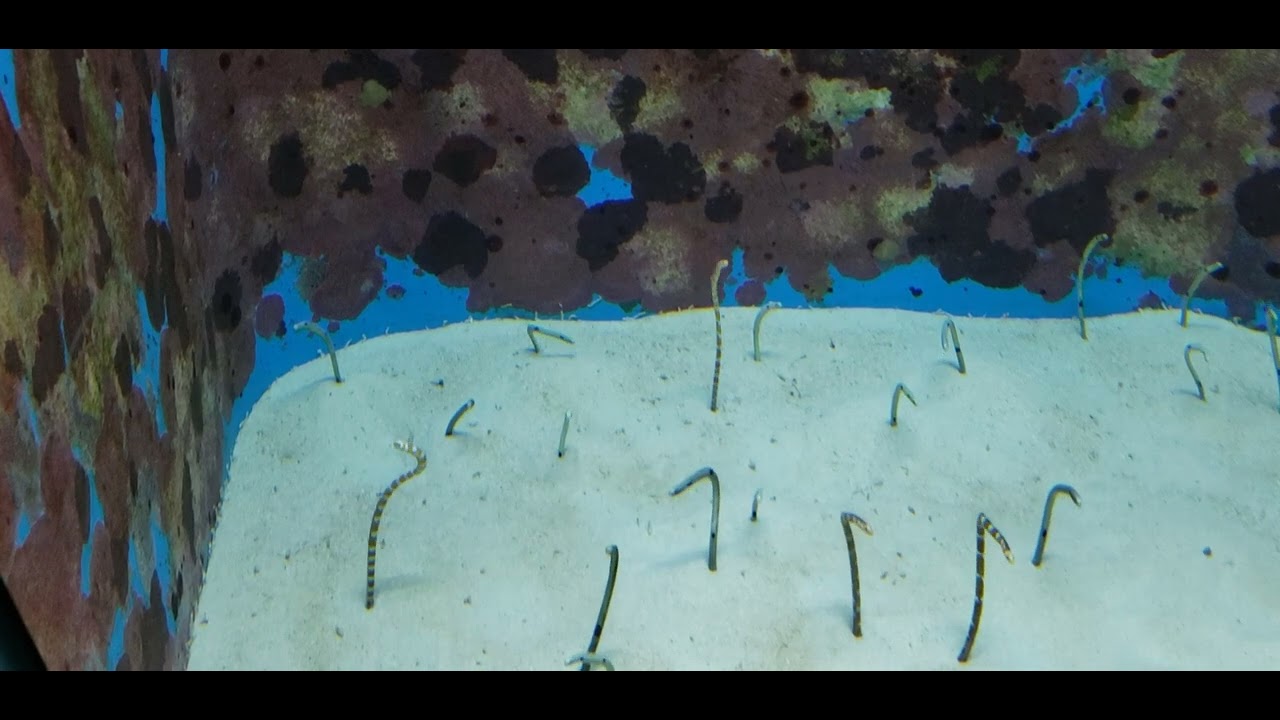 Okinawa Churaumi Aquarium Ocean Worms 4-16-23 - YouTube