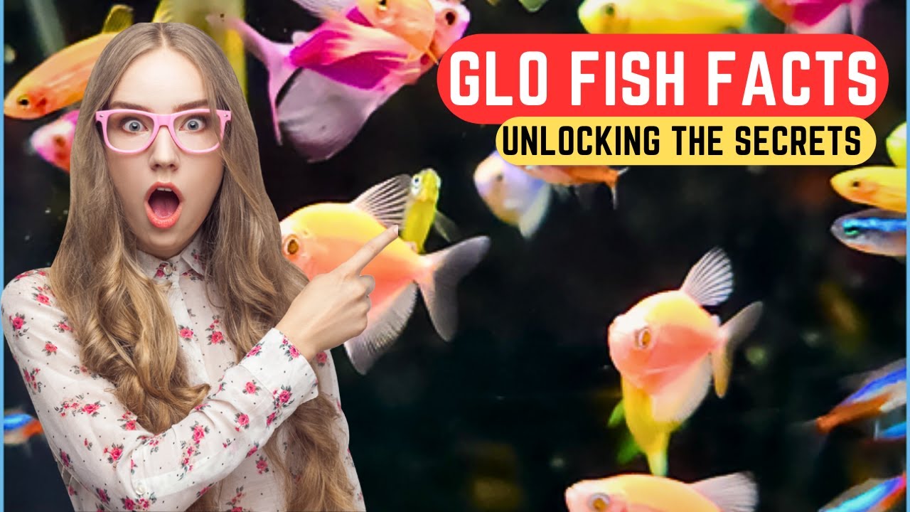 Unlocking the Secrets of Glo Fish Facts | Fish Facts - YouTube