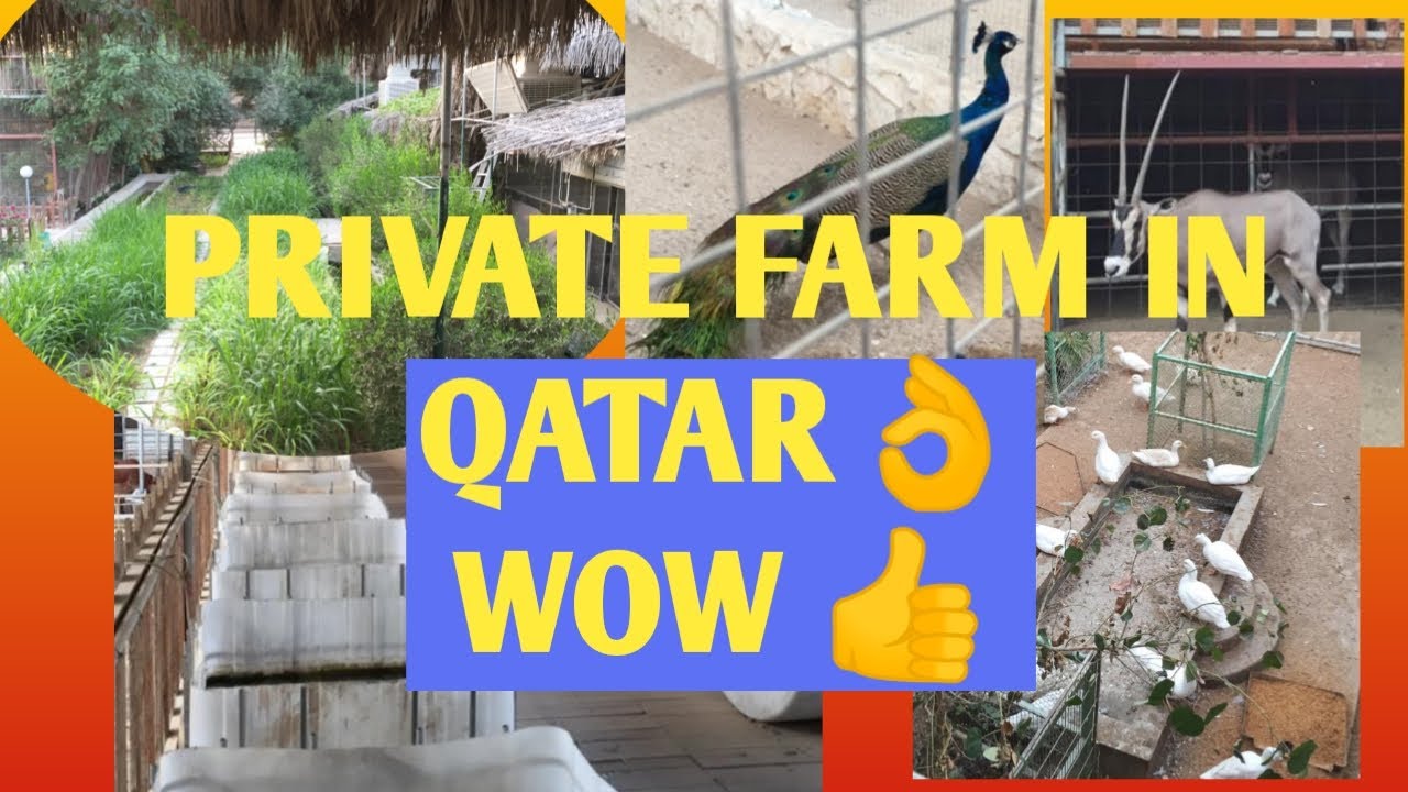 FARM IN QATAR#EVENING WELL SPENT AT THE PRIVATE FARM IN QATAR#MANY ...