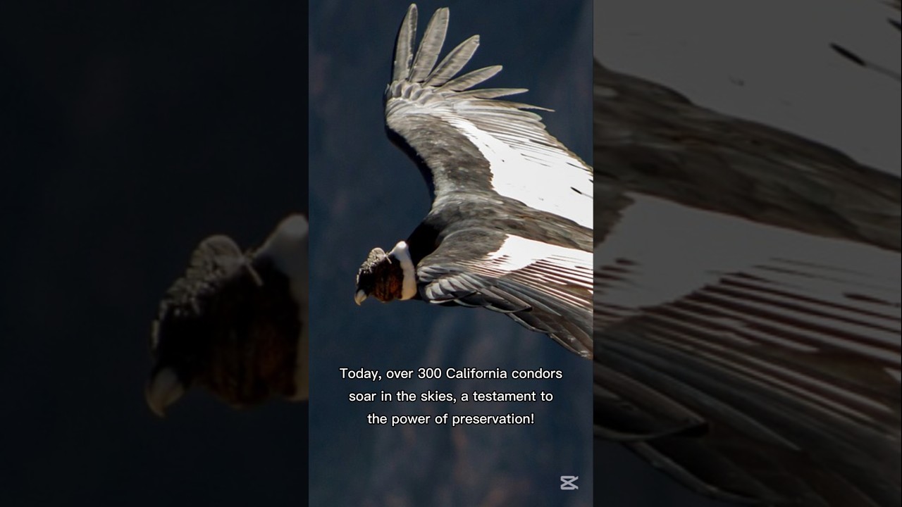 Meet the Cool California Condor 🐦 - YouTube