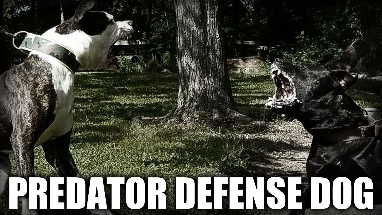 THE PREDATOR DEFENSE DOG - A QUICK LOOK AT THE HISTORY AND BREED ...