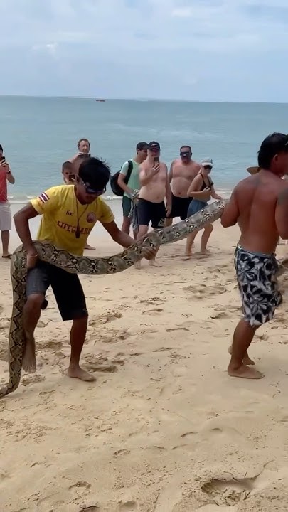 4 meter long python on Kamala beach #phuketthailand #beach #snake # ...