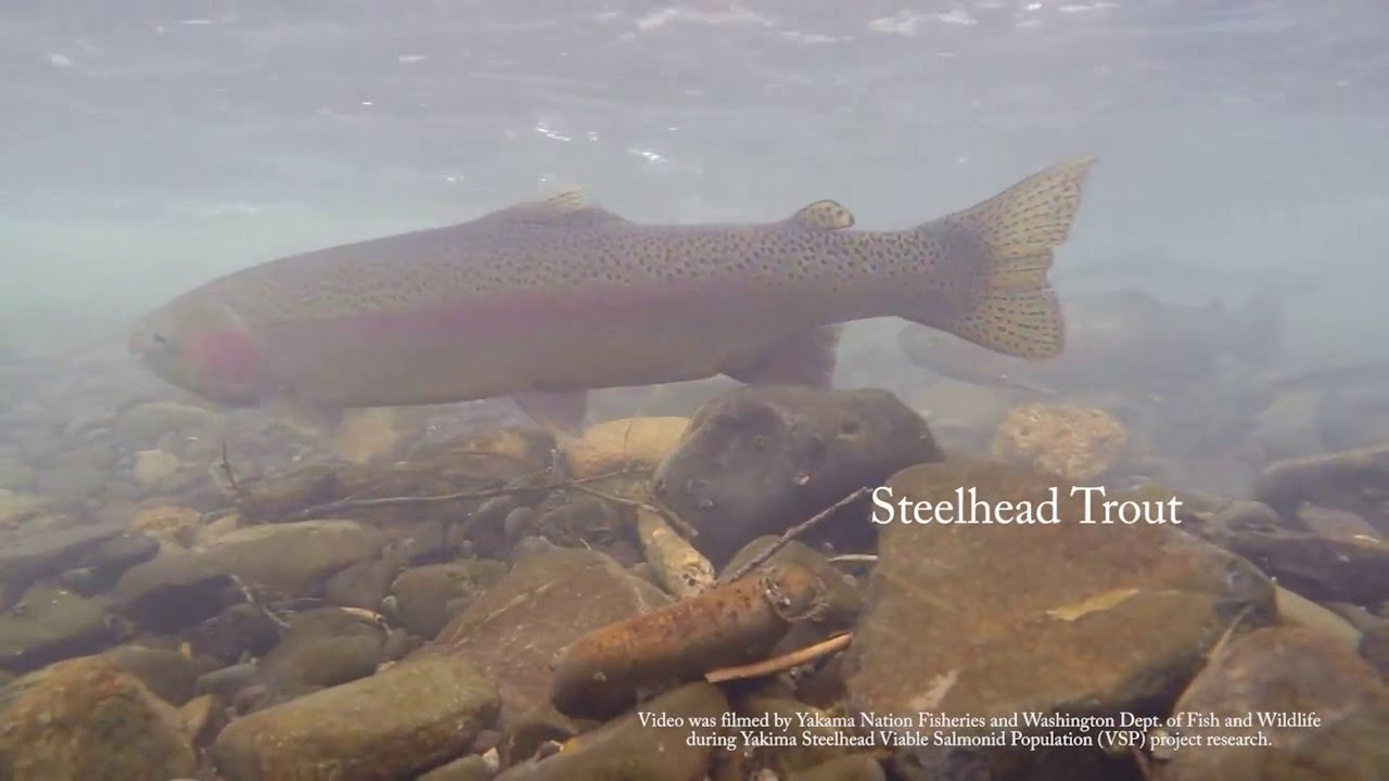 Steelhead spawning - Teanaway River, Washington State - YouTube